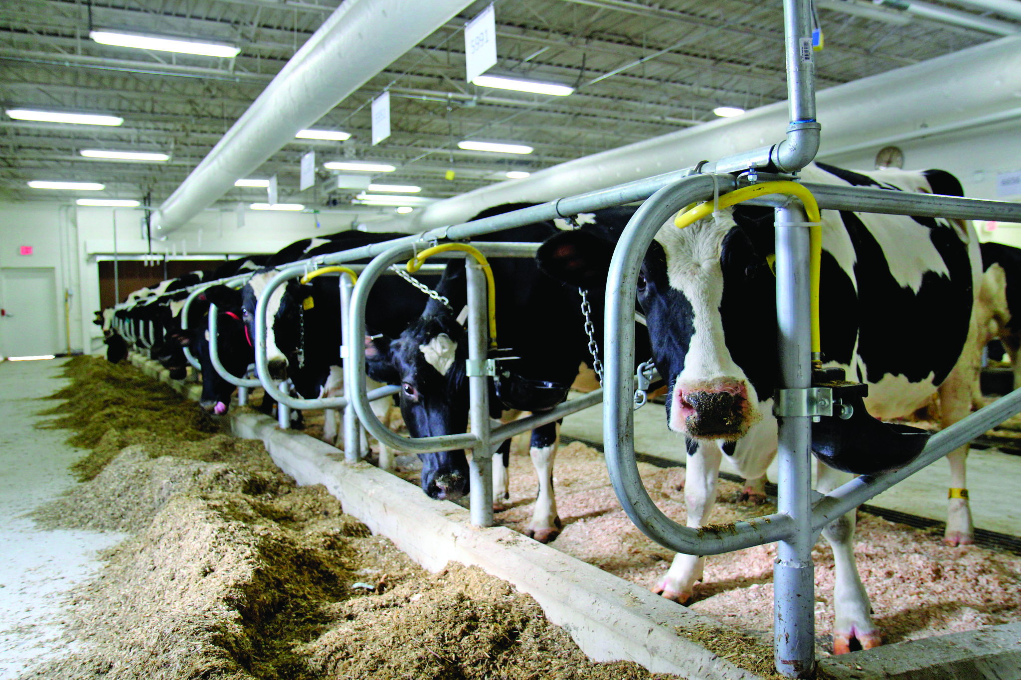 Dairy Cattle Center – Animal & Dairy Sciences