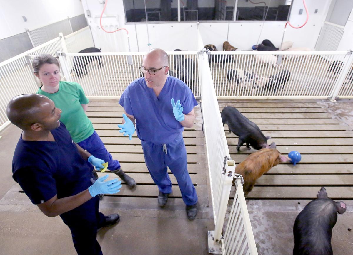 Biomedical – Animal & Dairy Sciences