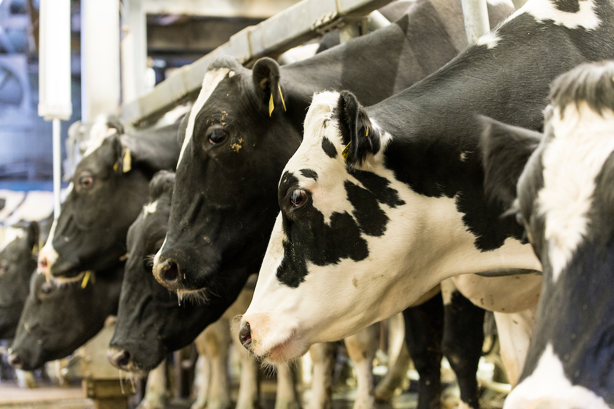 ‘Dairy Brain’ project asks farmers to help create smarter dairies ...