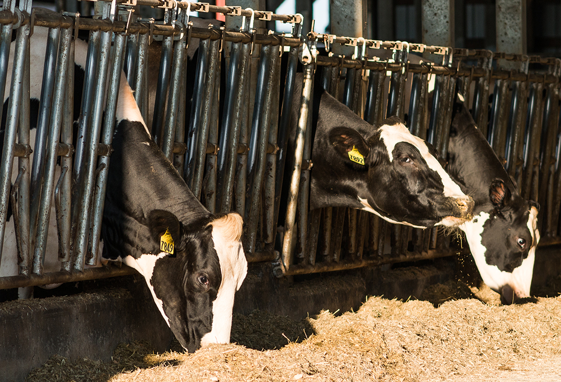 Animal & Dairy Sciences – University of Wisconsin Madison