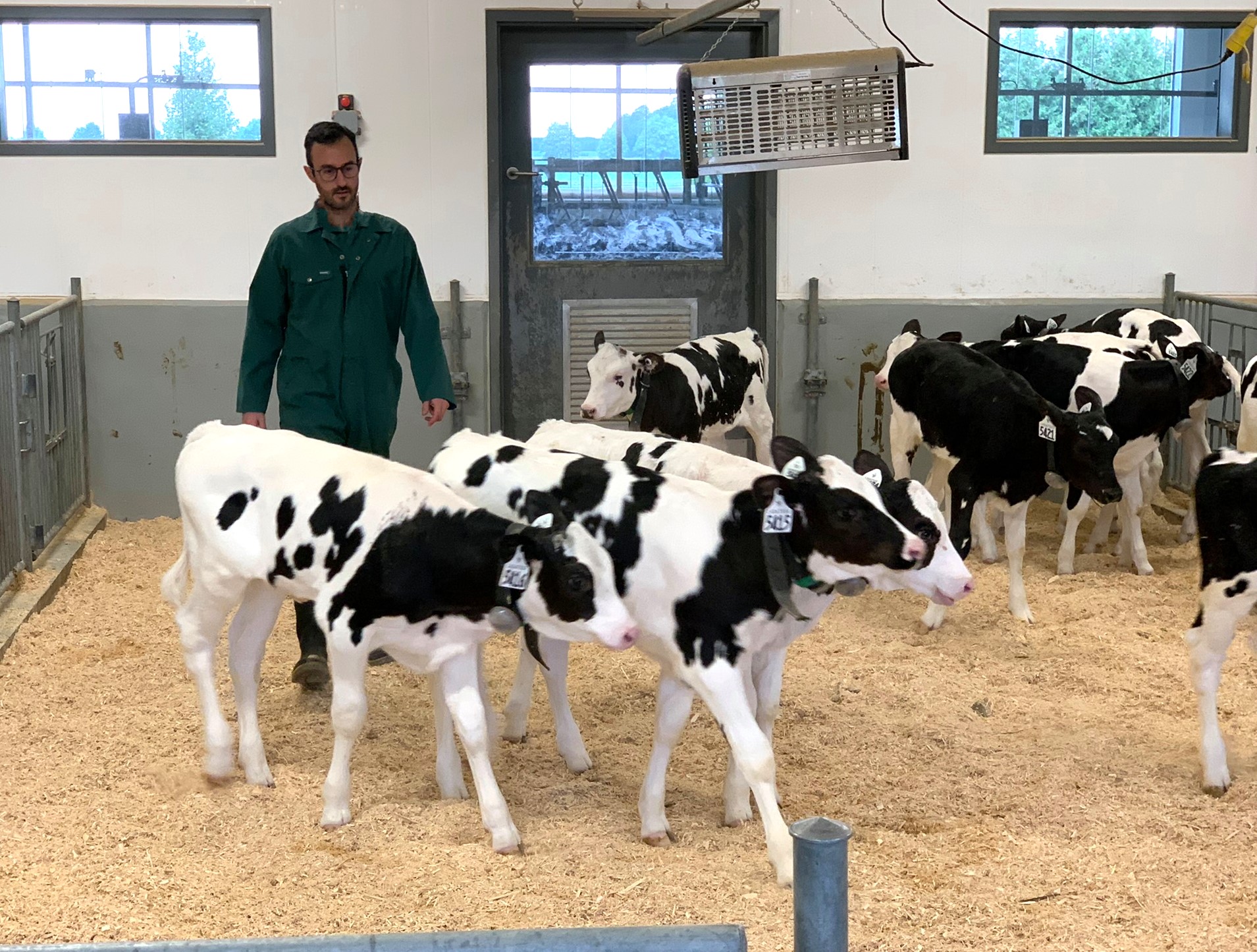 Researcher focuses on immune development in dairy animals – Animal ...