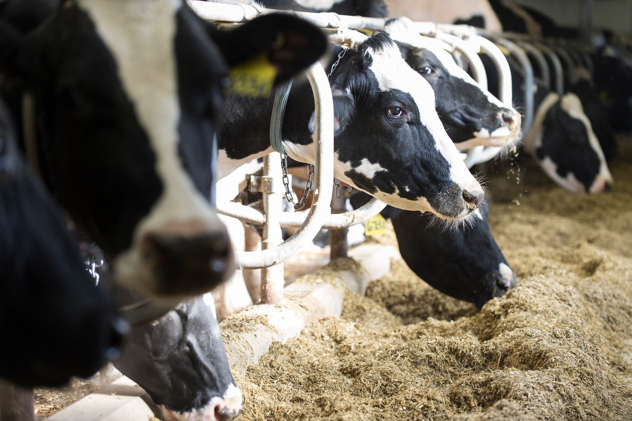 Dairy Cattle Center – Animal & Dairy Sciences