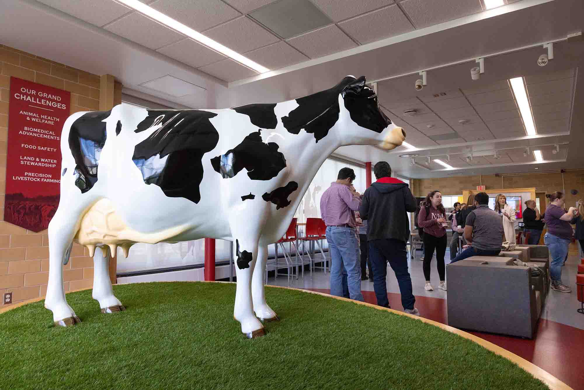 Dairy Cattle Center – Animal & Dairy Sciences