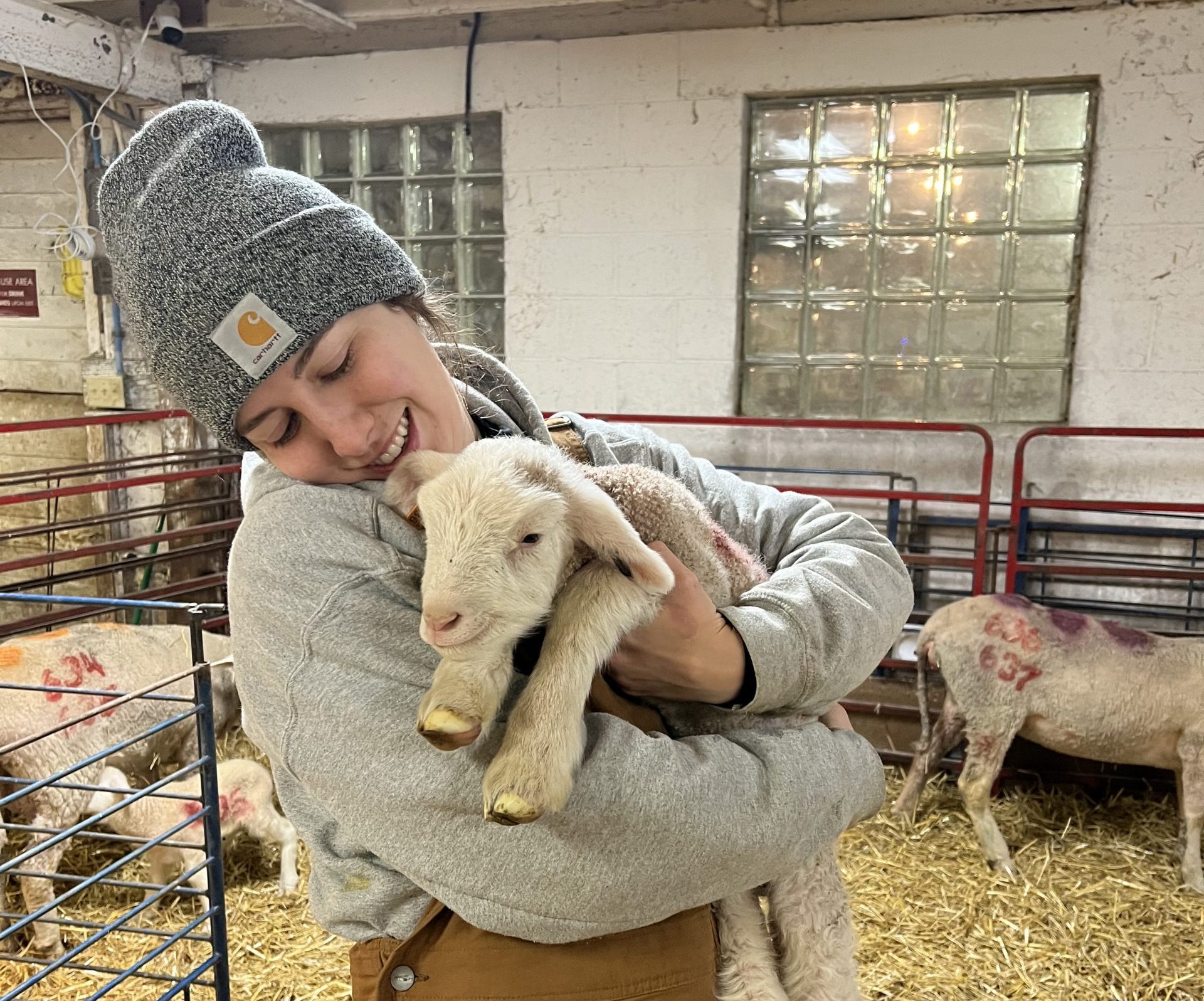 Animal welfare at heart of Woods’ Ph.D. project – Animal & Dairy Sciences